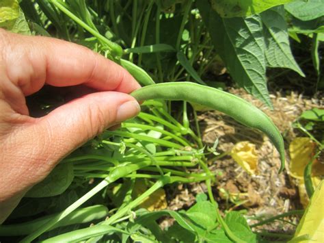 We Ve Got Beans And I M Too Sexy To Garden