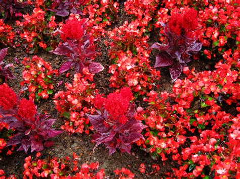 무료 이미지 나무 자 꽃잎 빨간 가을 식물학 정원 플로라 시즌 꽃들 침대 관목 선명한 진달래 샐비어