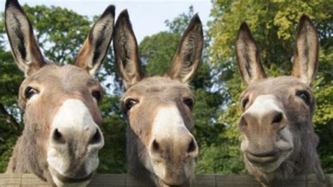 ვირზე შეჯდომა