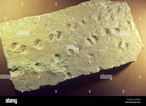 Crassigyrinus Fossil