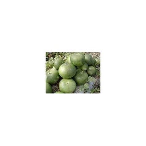 7 African Giant Bushel Gourd Seeds 1180