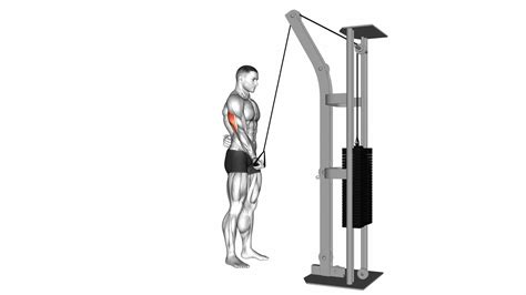 Cable Standing Triceps Extension Video Guide Tips