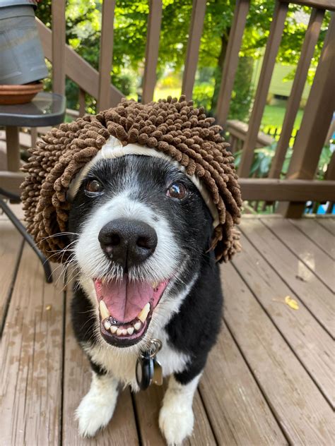 This Crazy Dude Is Starting A Pup Rock Band Called “playing Dead” And