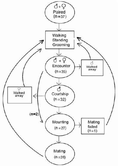 The Ethogram Of Behavioral Transitions Displayed By D Rapae After Download Scientific Diagram