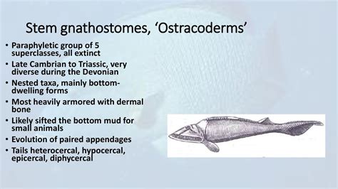Introduction To Cladistics The Vertebrata Cuvier 1812 Ppt Download