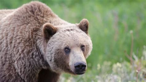 Yukon Advocates Want Moratorium On Grizzly Bear Hunting In Canada Eye