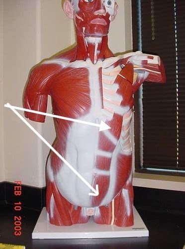 Xiphoid Process Vertebral Level