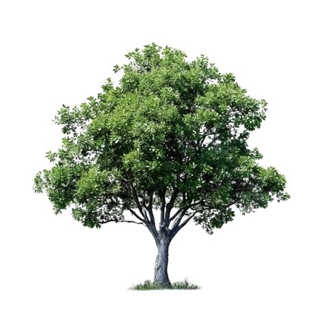 10 Facts About Todays Machine Learning Algorithm Decision Trees By