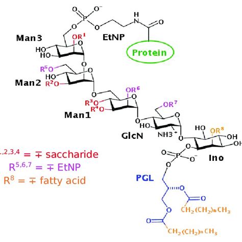 2 Chemical Structure Of The Gpi Core Including Possible Structural Download Scientific Diagram