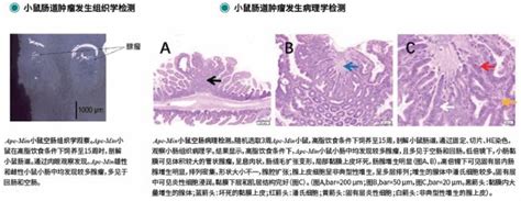 小鼠肿瘤疾病模型apc Min报价价格性能参数图 集萃药康生物科技生物器材网