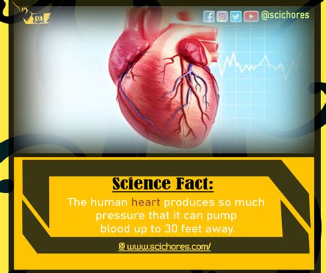 Sci Chores The Cardiac Muscles Make Your Heart Strong