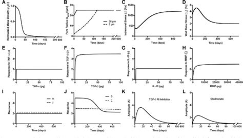 Figure 3 From A Computational Bio Chemo Mechanical Model Of In Vivo