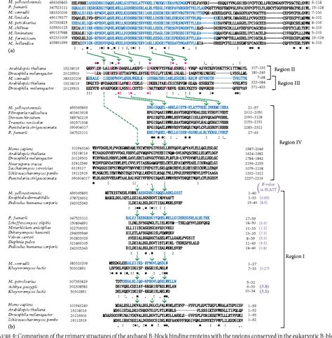 Figure 4 From Evolution Of The B Block Binding Subunit Of Tfiiic That