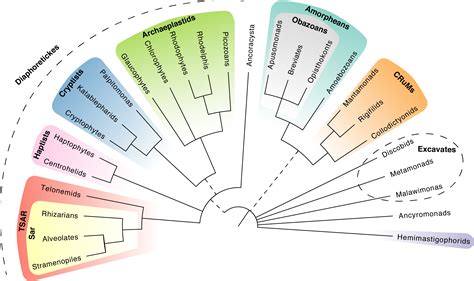 The Phylogenetic Classification Of Eukaryotes Microbial Eukaryotes