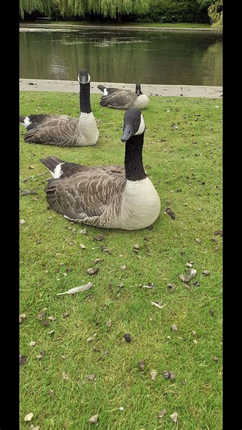 Complete Sass At The Back Rgeese