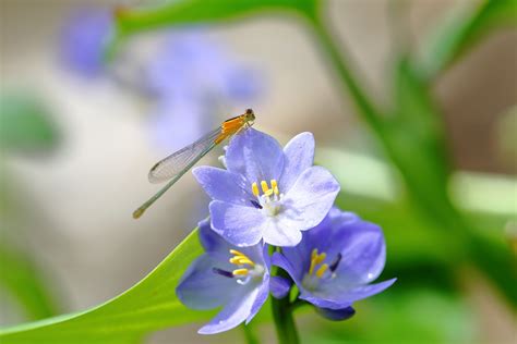 水葵とイトトンボ by kazu p ID9822831 写真共有サイト PHOTOHITO