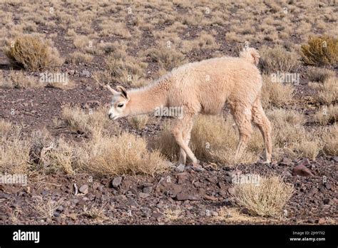 A Llama Lama Glama In The Atacama Desert Near San Pedro De Atacama