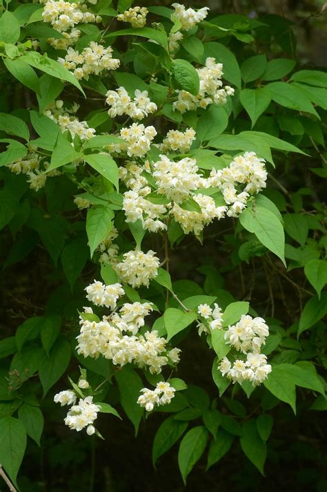 ？ウツギdeutzia Sp 葉はどう見てもヒメウツギなのだが、花は雄しべが異常に多く、花弁も先が細かく割れるな Flickr