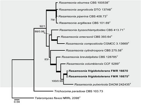 ml phylogenetic tree based on the analysis of its bena and cam