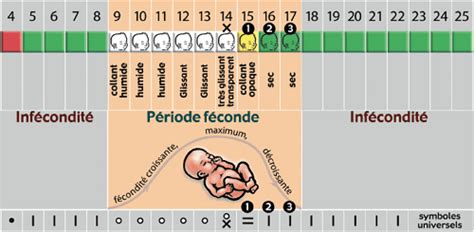 7 2 3 4 Anticonceptivos naturales Anatomía aplicada 1º Bachillerato