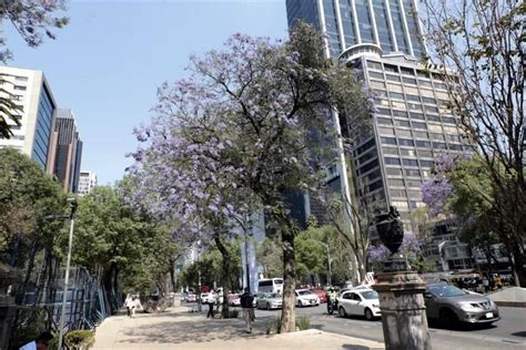 Afecta El Muérdago A Las Jacarandas De La Cdmx