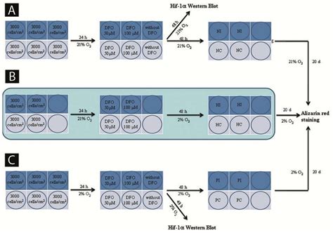 Schematic Representation Of Dfo Experiment Initially 3000 Cells Cm 2