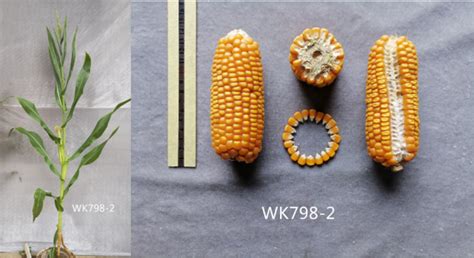 出彩“自交系”，玉米种业发展的核心！南方plus南方