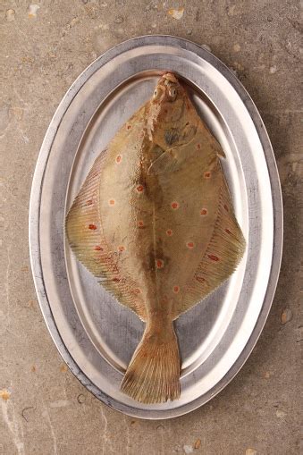 Ikan Pipih Lemon Segar Di Piring Logam Foto Stok Unduh Gambar