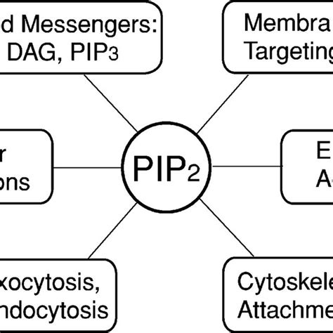 Functions Of Phosphatidylinositol 4 5 Bisphosphate Pip2 See Text For Download Scientific