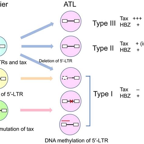 Different Human T‐cell Leukemia Virus Type 1 Htlv‐1 Proviruses And