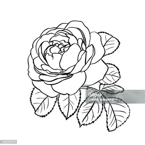 葉を持つ黒と白のバラの花開いたバラのつぼみのリアルなベクターイラスト 植物 バラのベクターアート素材や画像を多数ご用意 植物 バラ