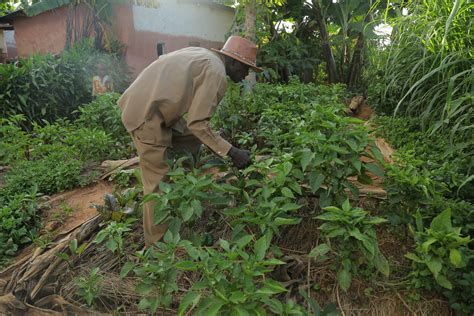 Analysis Of Farmers Participation In Agriculture Performance Contracts