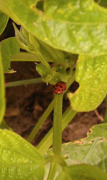 Lady Bug Project Noah