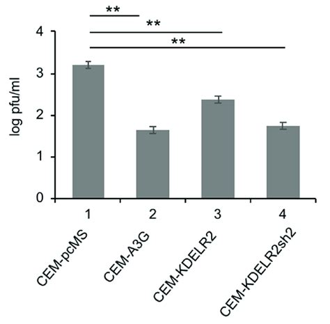 Kdelr2 Reduces Mv Replication In Cem Ss T Cells Transduced Cem Ss T