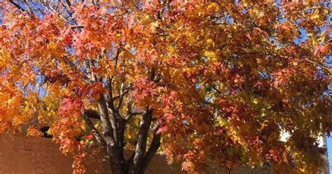 Exotics That Are The Best Trees For Phoenix Arizona