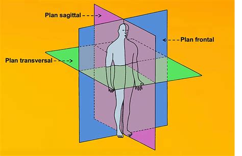 BASES FONDAMENTALES Anatomie