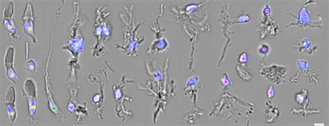 New Publication Fixation Before Dissociation Using A Deep Eutectic