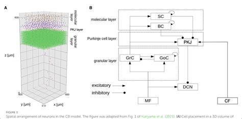 Figure 6 From Embodied Bidirectional Simulation Of A Spiking Cortico