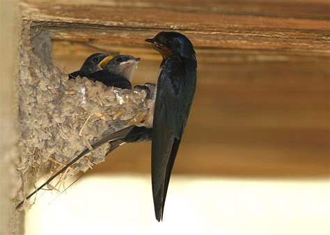 Barn Swallow Control Management Services Nj Pa De Ny