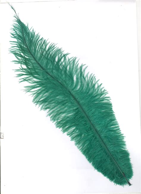 Plumas