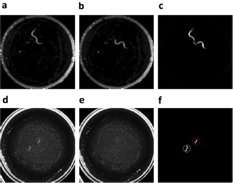 Image Processing A C Development Experiments A A Region Of Download Scientific Diagram