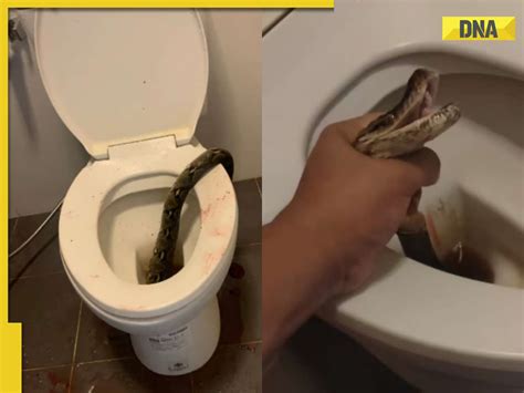 Terrifying Giant Python Attacks Mans Private Parts In Thailand