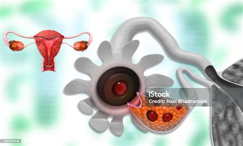 여성 생식 기관의 자궁 해부학 불임에 대한 스톡 사진 및 기타 이미지 불임 여자 3차원 형태 Istock