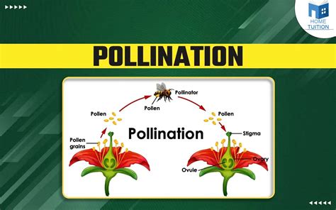 Pollination Introduction Process And Types Of Pollination