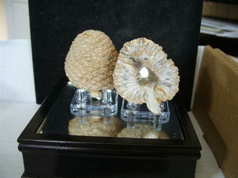 Fossil Lobster 020224g The Stones And Bones Collection