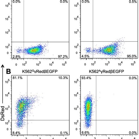 Expression Of Dsred And Egfp In The Dualreporter Cells A Mel Cells