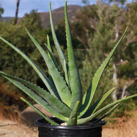 Shop Aloe Vera Plant ‘Aloe barbadensis' | Fast Delivery – Planet Desert