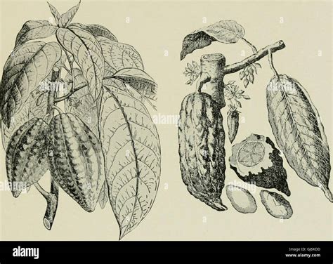 This 1907 Text Provides A Brief History Of Cocoa And Chocolate Exploring Their Origins