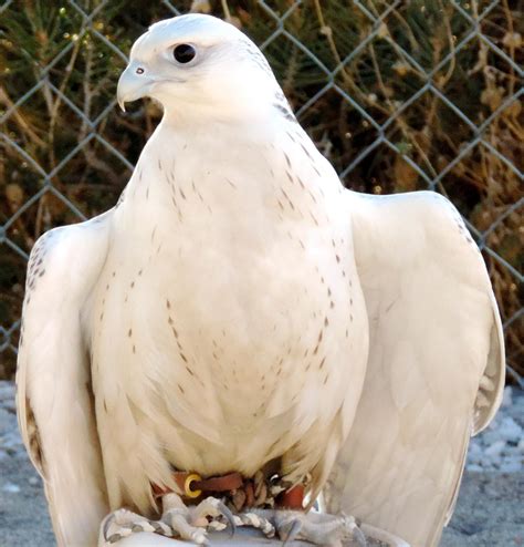 الصقر الجير يعتبر صقر الجير أضخم Falconer Mohamed Wkry
