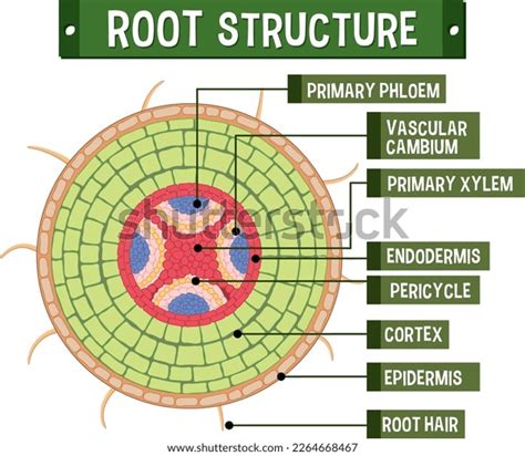 Internal Structure Root Diagram Illustration Stock Vector Royalty Free Shutterstock